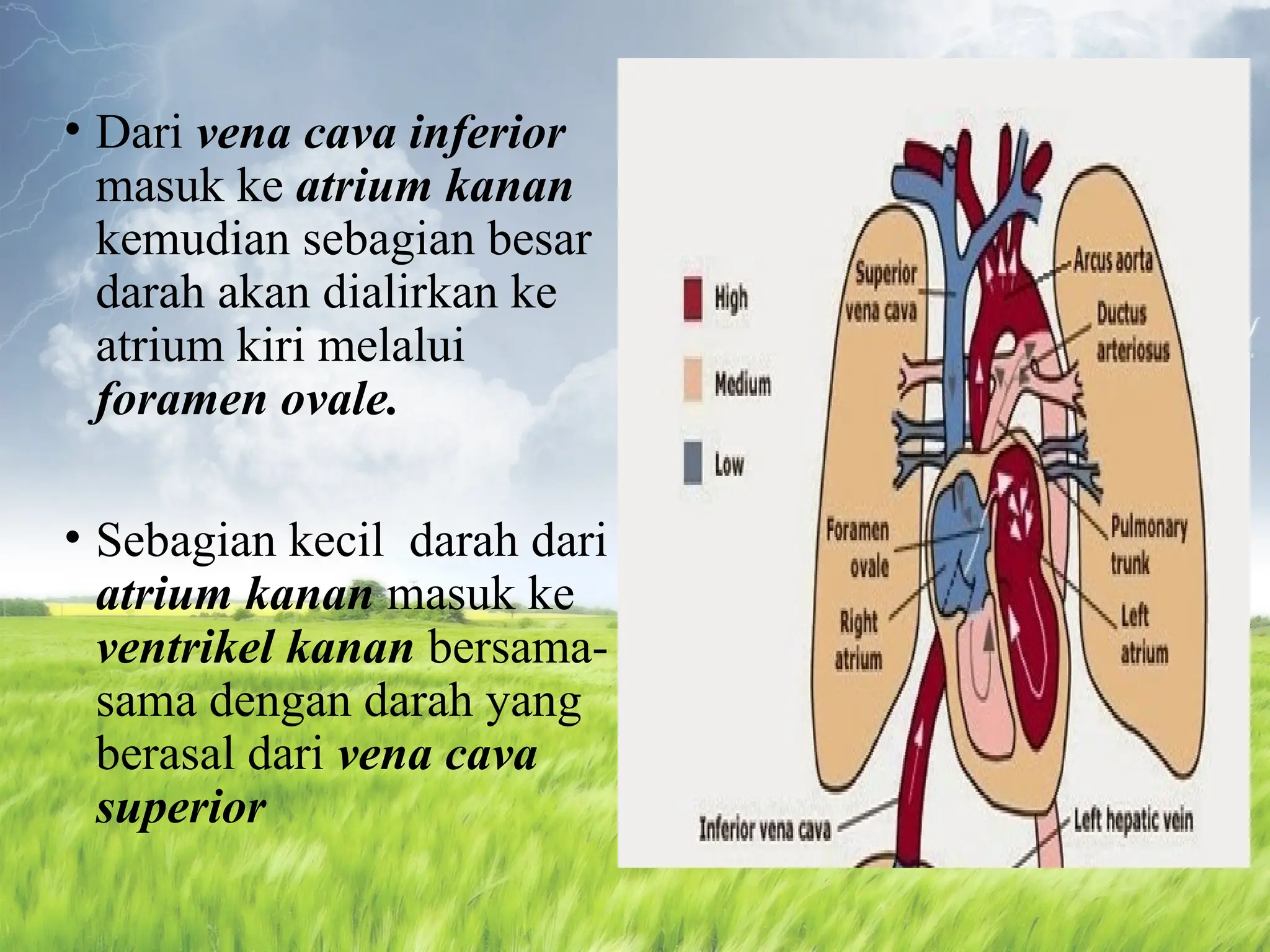 SIRKULASI_DARAH_JANIN.pptx ppt yang di buat oleh pemateri lain | PPTX