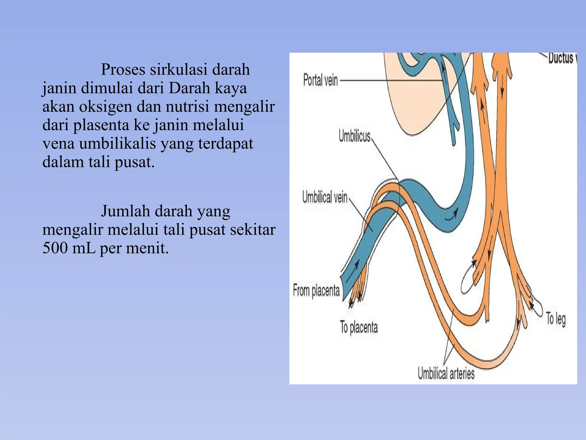 SIRKULASI_DARAH_JANIN anatomi fisiologi manusia.pptx