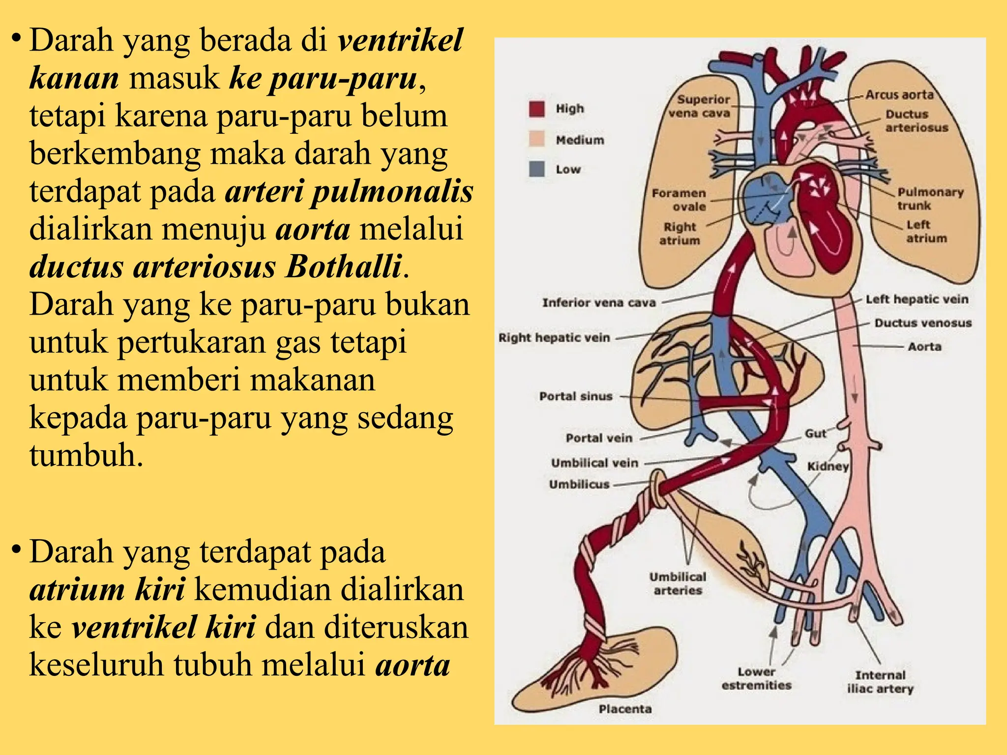 SIRKULASI_DARAH_JANIN anatomi fisiologi manusia.pptx