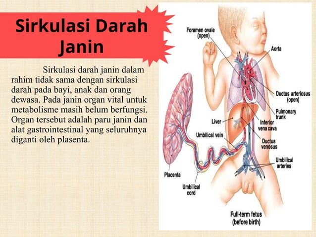 SIRKULASI_DARAH_JANIN anatomi fisiologi manusia.pptx