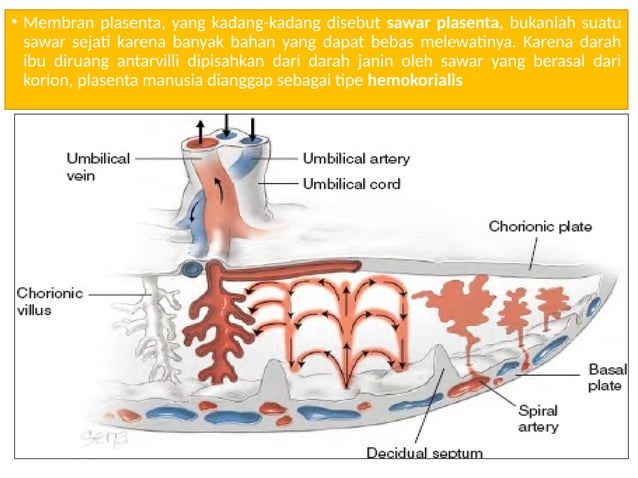 SIRKULASI_DARAH_JANIN anatomi fisiologi manusia.pptx