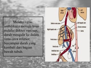 SIRKULASI_DARAH_JANIN anatomi fisiologi manusia.pptx