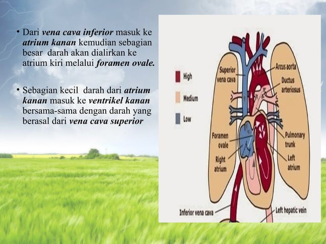 SIRKULASI_DARAH_JANIN anatomi fisiologi manusia.pptx