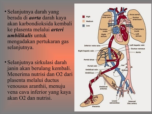 SIRKULASI_DARAH_JANIN anatomi fisiologi manusia.pptx
