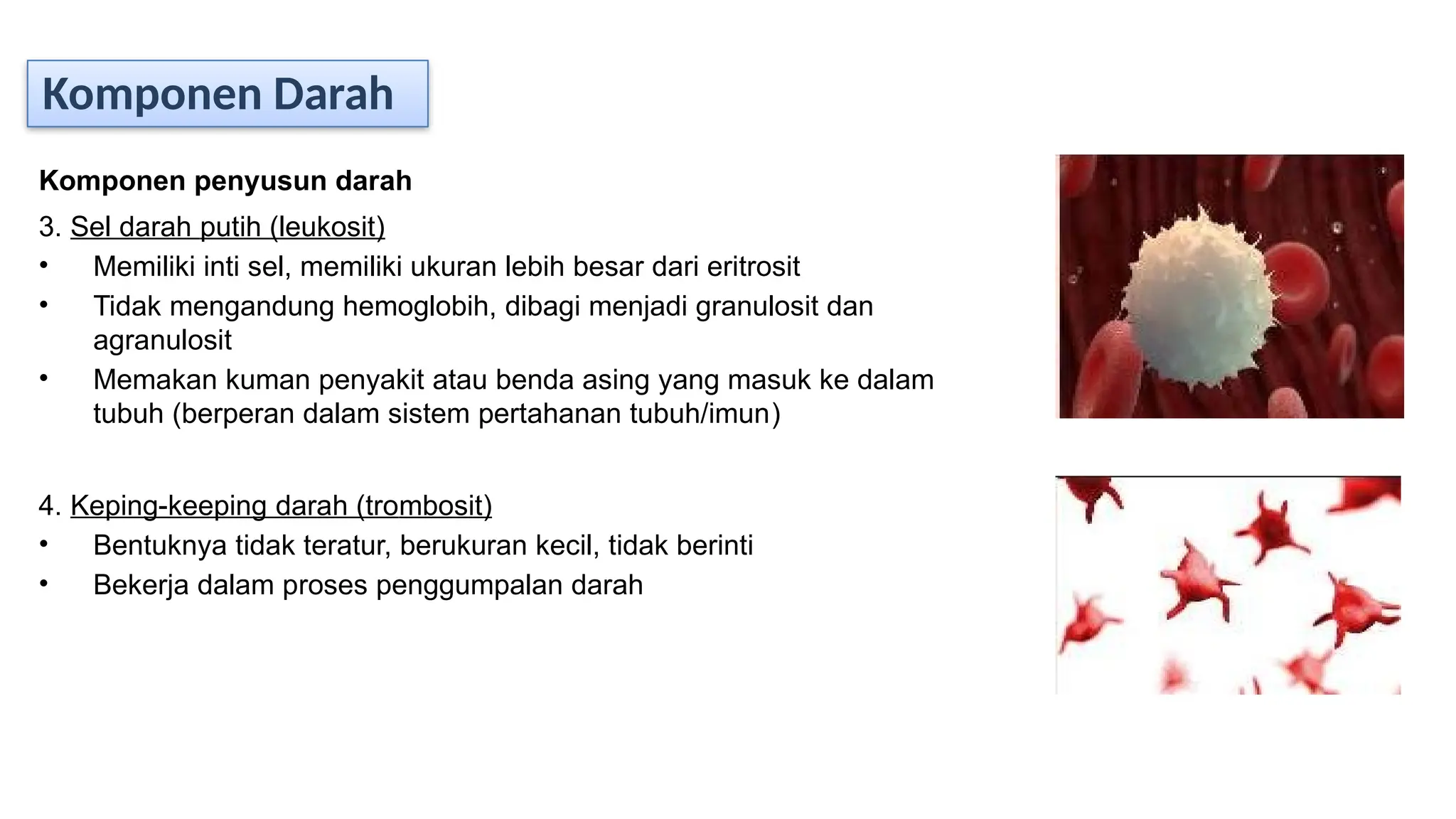 Sistim sirkulasi dan Komponen Darah.pptx