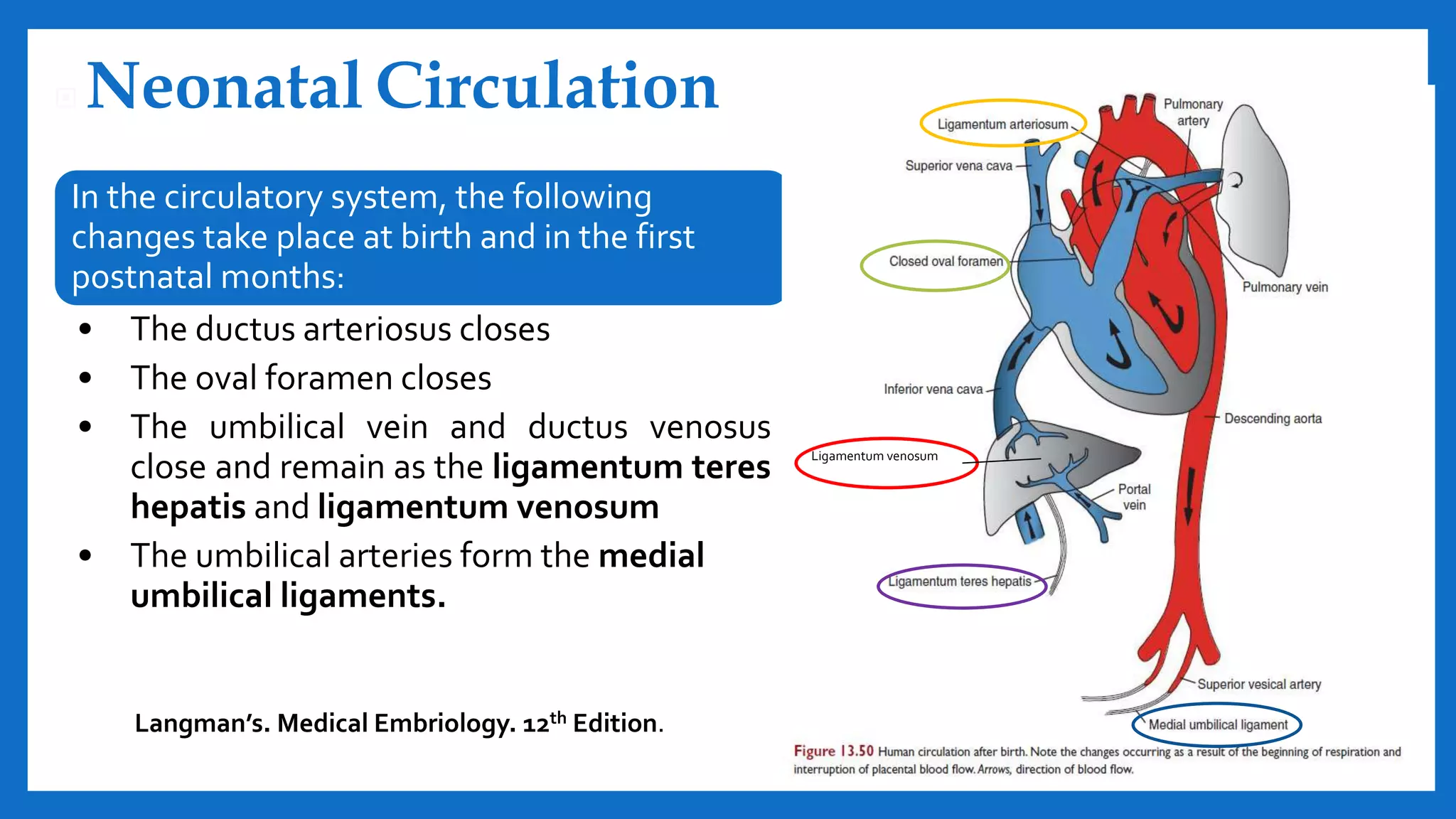 SIRKULASI NEONATAL FIX.pptx