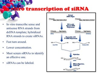Si rna | PPTX