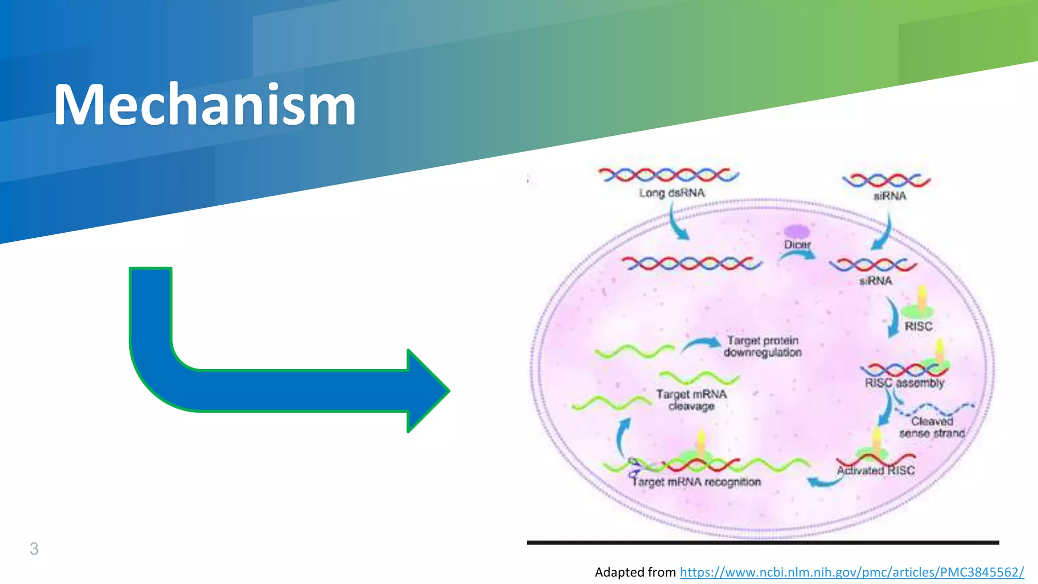 Small interfering RNA | PPT