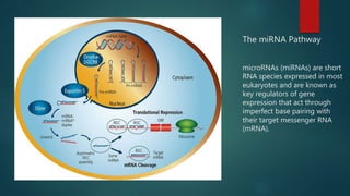 sirna and mirna | PPTX