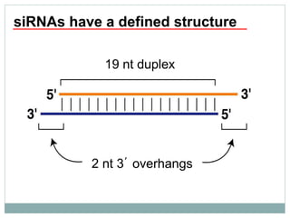 SiRNA | PPTX