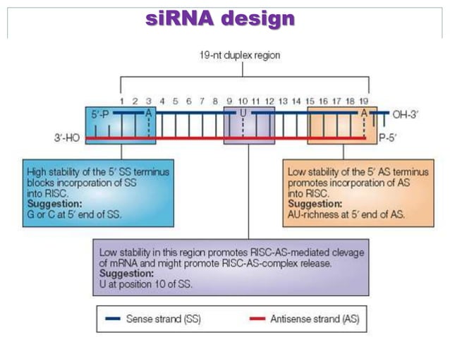 SiRNA | PPTX