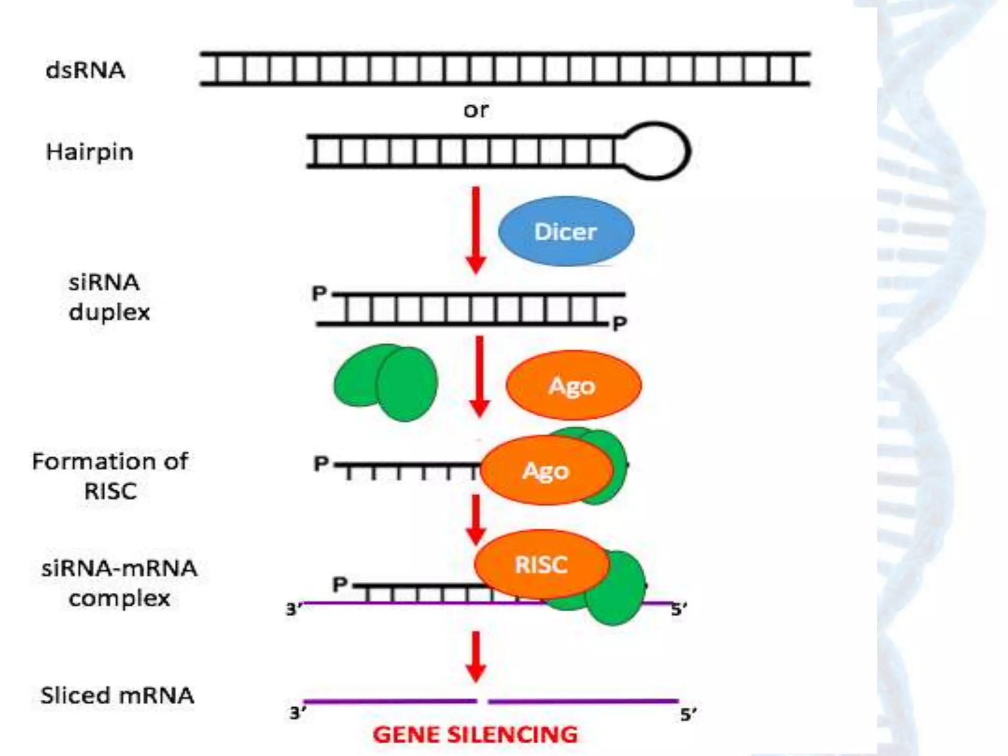 Si rna and micro rna | PPTX