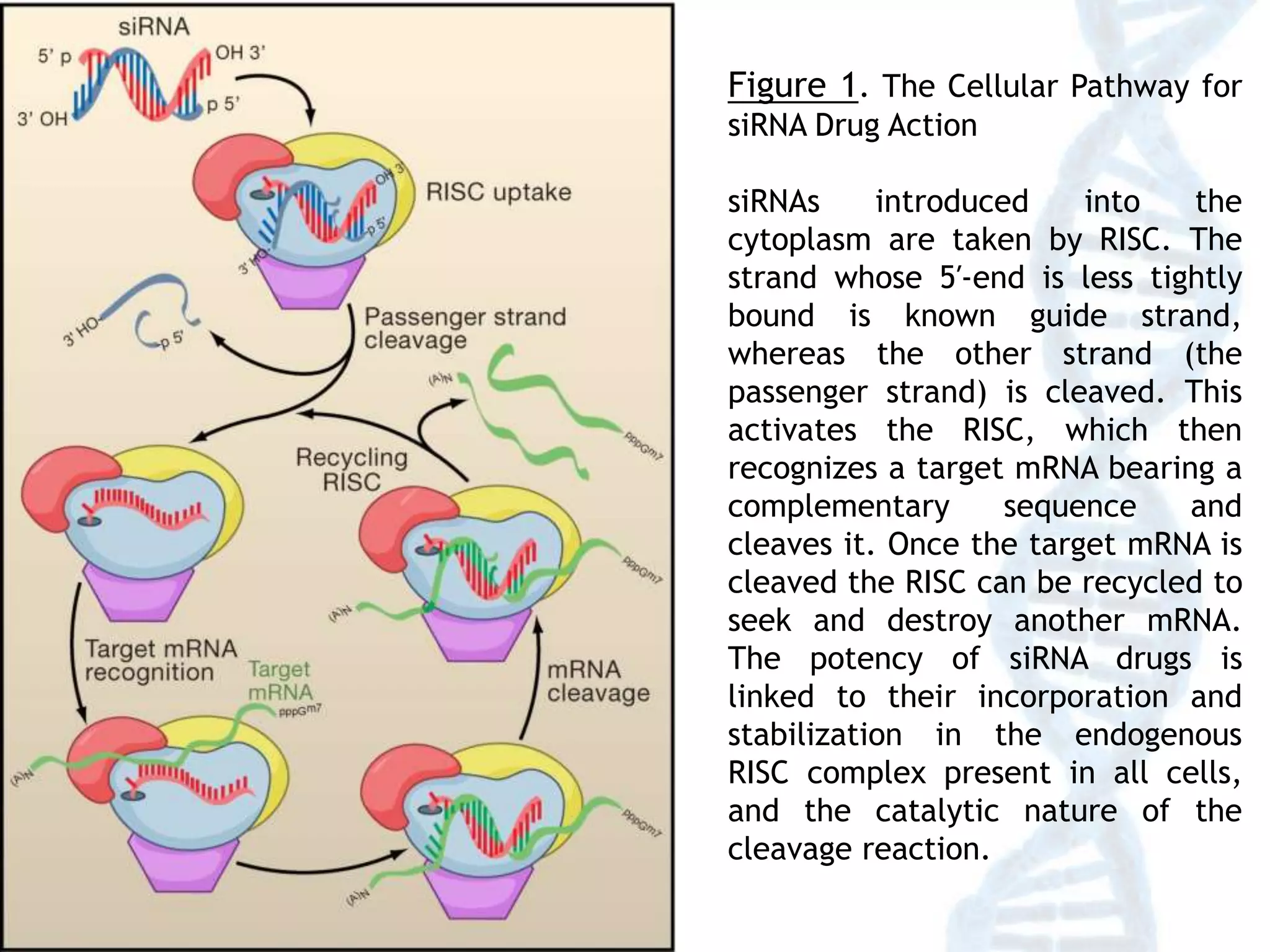 Si rna and micro rna | PPTX