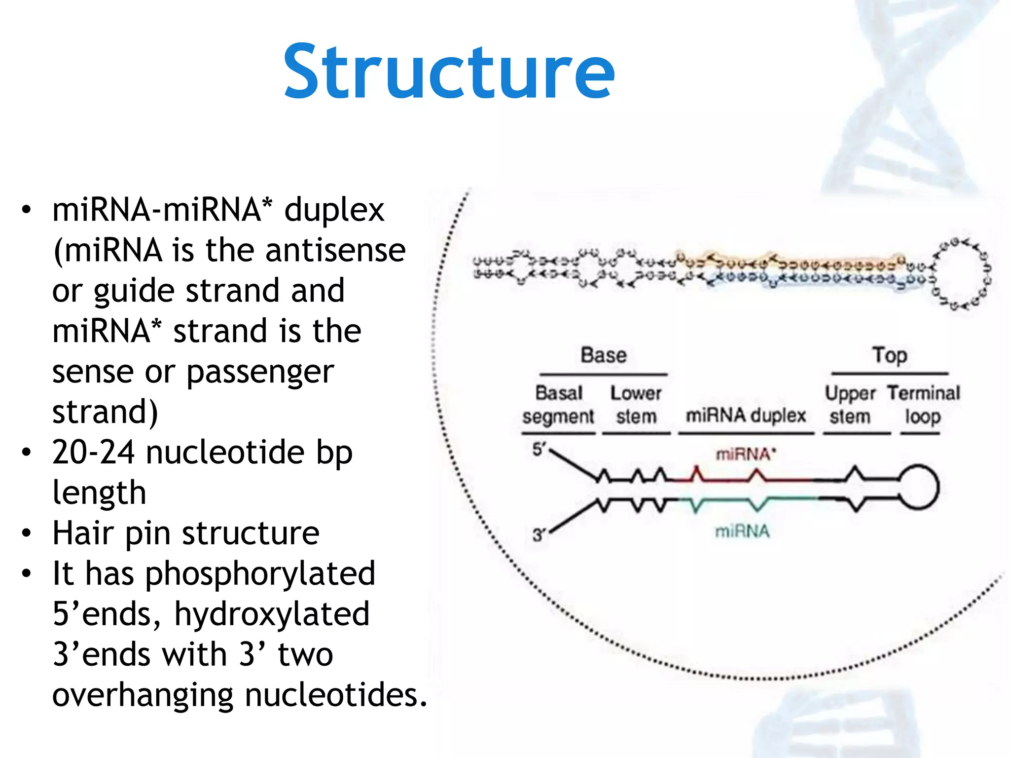 Si rna and micro rna | PPTX