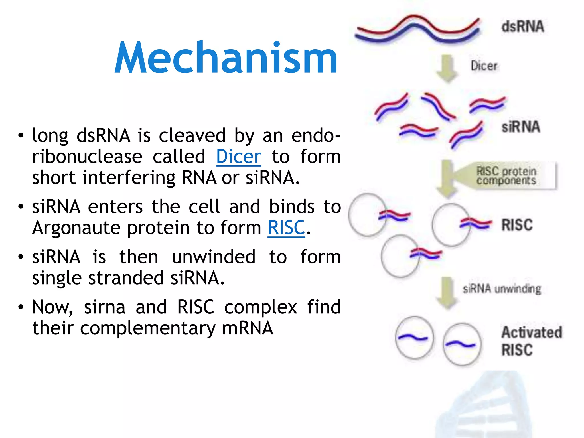 Si rna and micro rna | PPTX