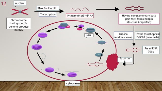 SiRNA & MiRNA.pptx | Programming Languages | Computing
