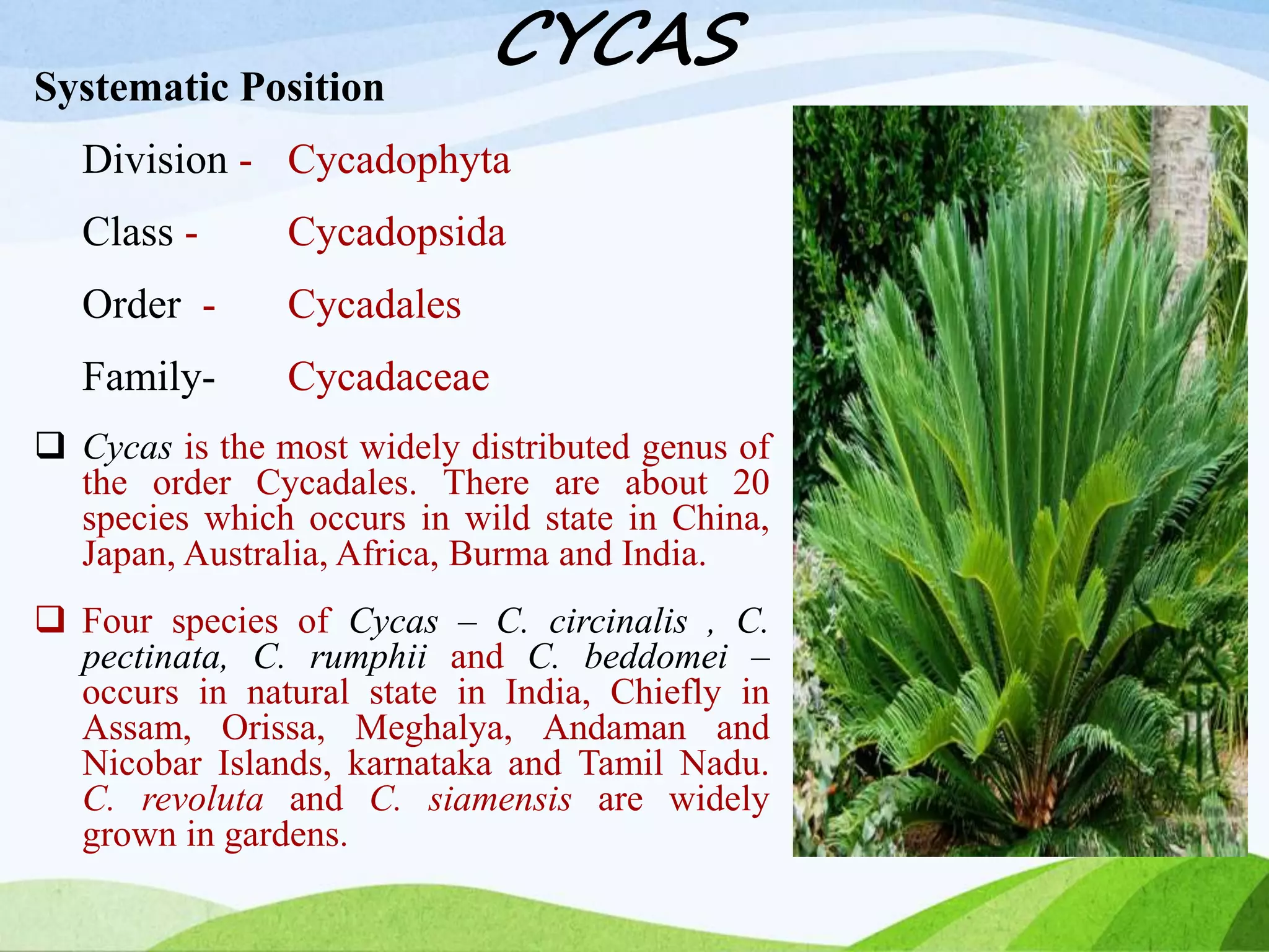 Gymnosperm characteristics | PPTX