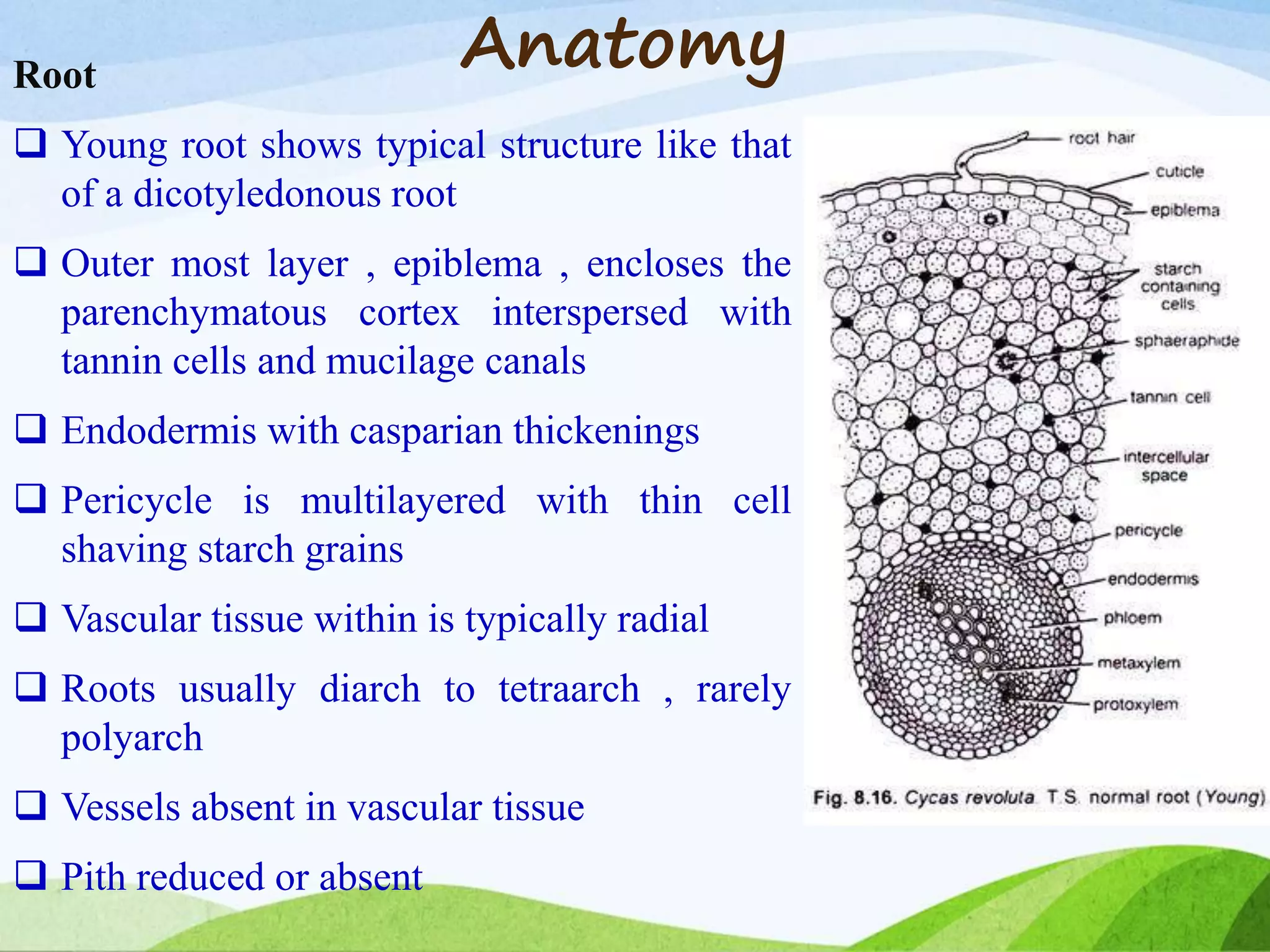 Gymnosperm characteristics | PPTX