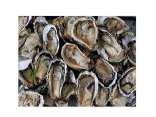 Bacillariophyceae Amnesic shellfish poisoning | PPT