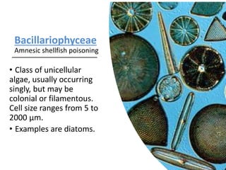 Bacillariophyceae Amnesic shellfish poisoning | PPT
