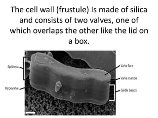 Bacillariophyceae Amnesic shellfish poisoning | PPT
