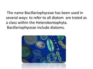 Bacillariophyceae Amnesic shellfish poisoning | PPT