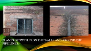 Sir syed hall AMU | PPTX