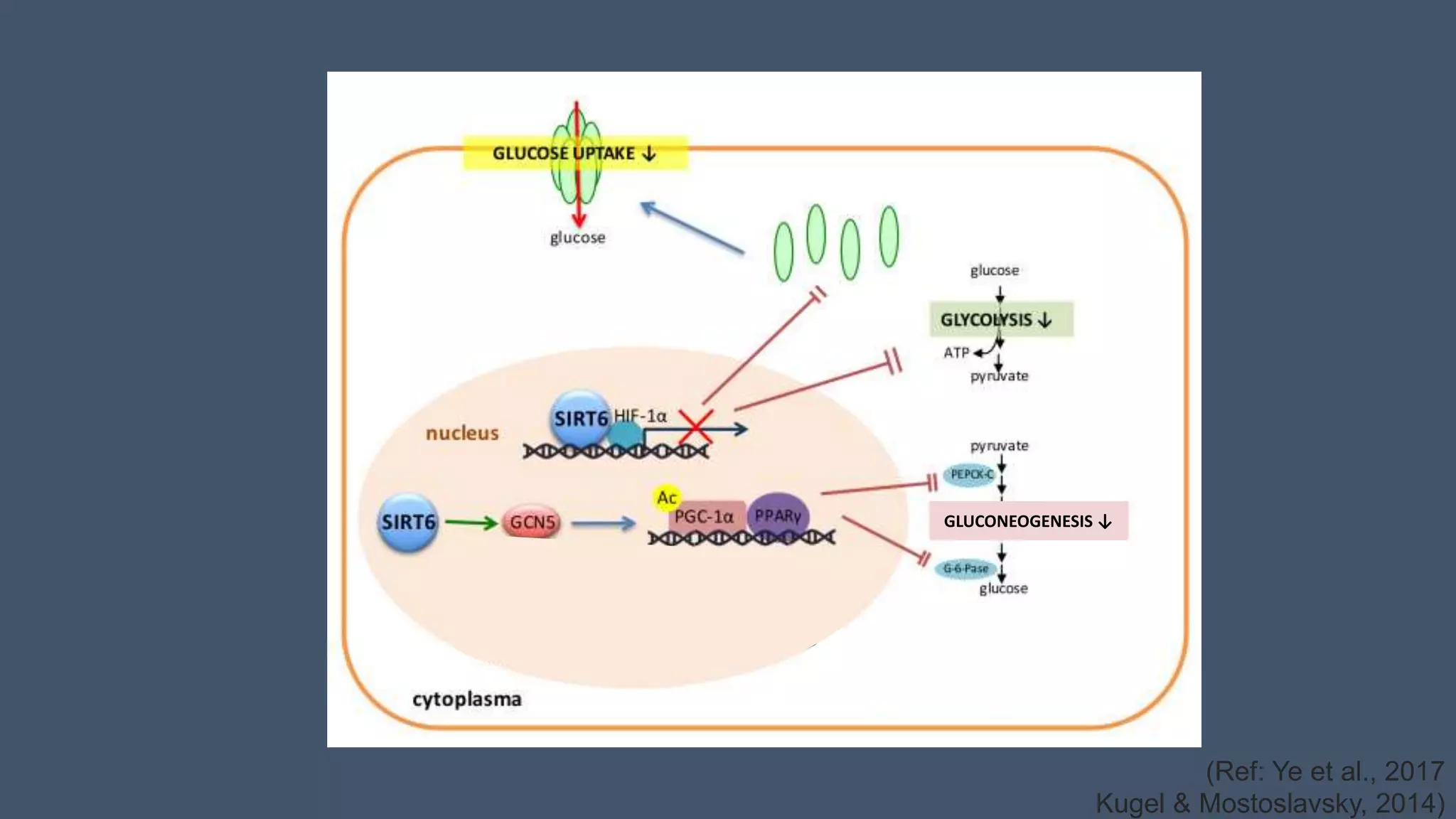 Sirtuins, epigenetics and longevity | PPTX