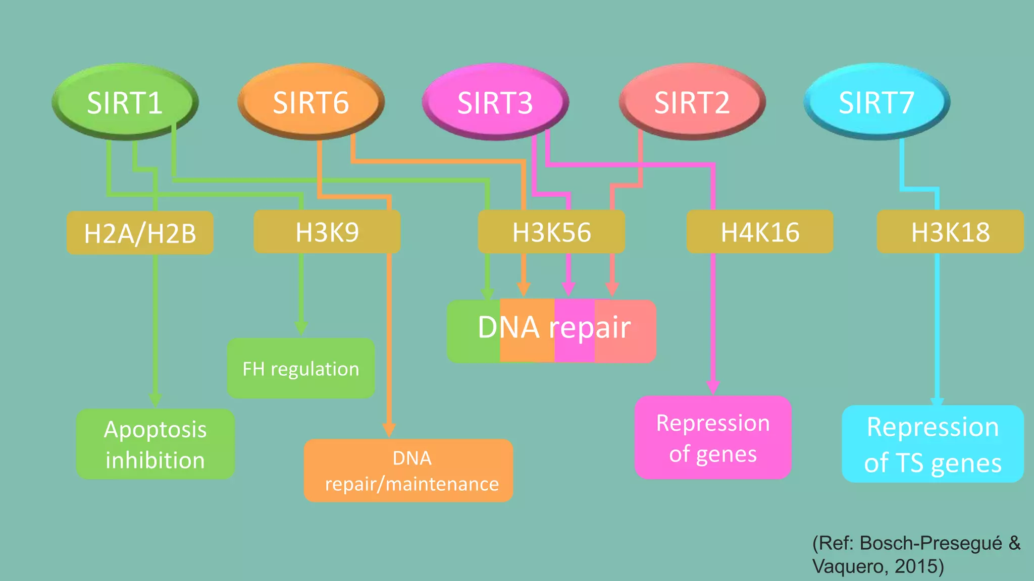 Sirtuins, epigenetics and longevity | PPTX