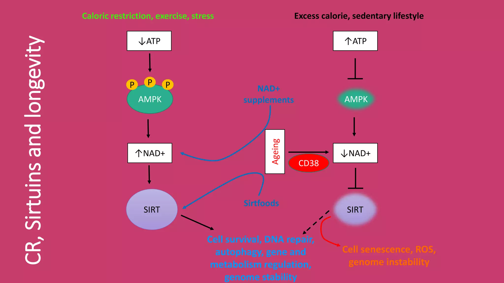 Sirtuins, epigenetics and longevity | PPTX