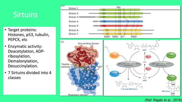 Sirtuins, epigenetics and longevity | PPTX | Endocrine and Metabolic ...
