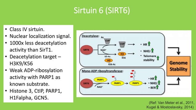 Sirtuins, epigenetics and longevity | PPTX | Endocrine and Metabolic ...