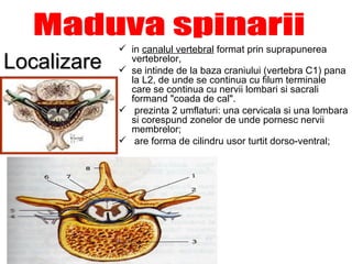 Sis. nervos. var imbunatatita | PPT