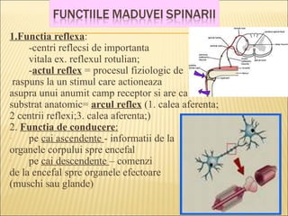 Sis. nervos. var imbunatatita | PPT