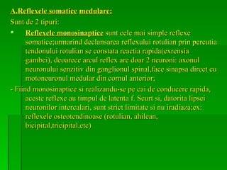 Sis. nervos. var imbunatatita | PPT