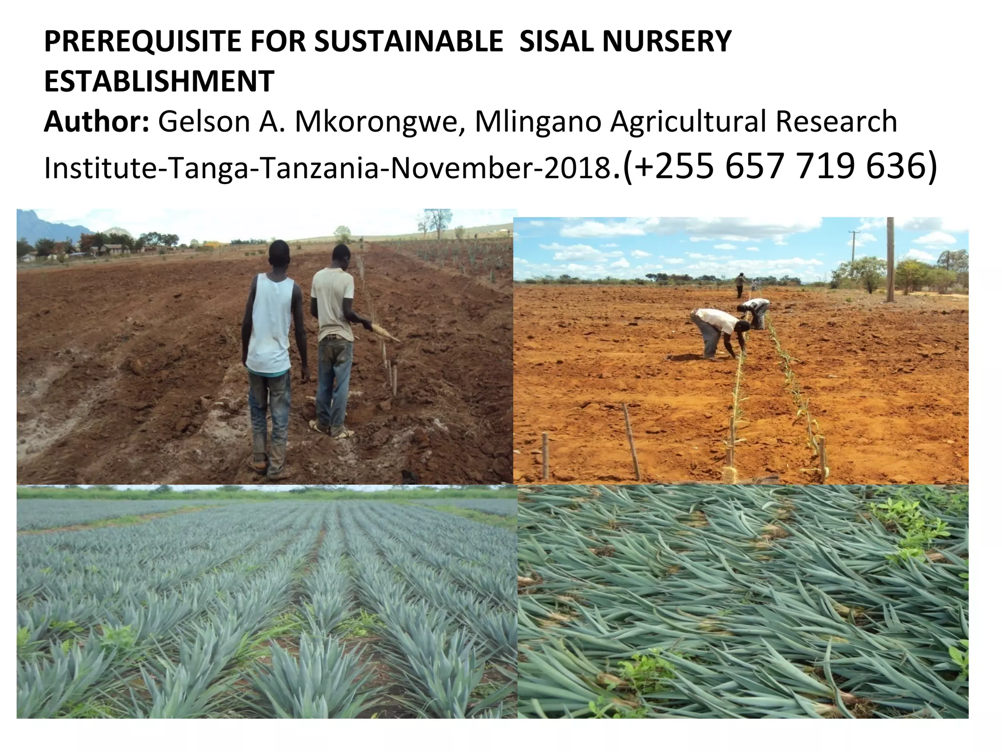 Sisal production, gelson augustino mkorongwe. 1 | PPT