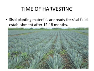 Sisal production, gelson augustino mkorongwe. 1 | PDF