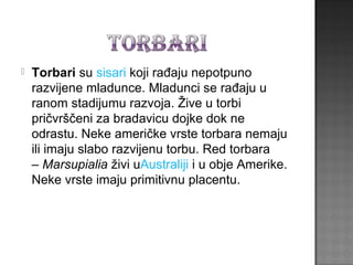 Sisari | PPT