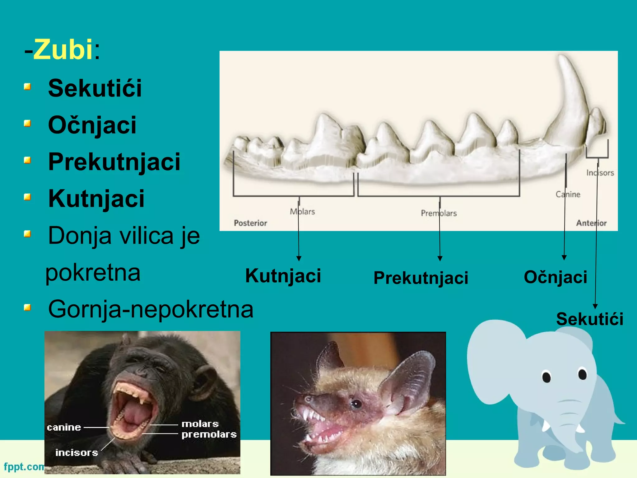 Sisari | PPT