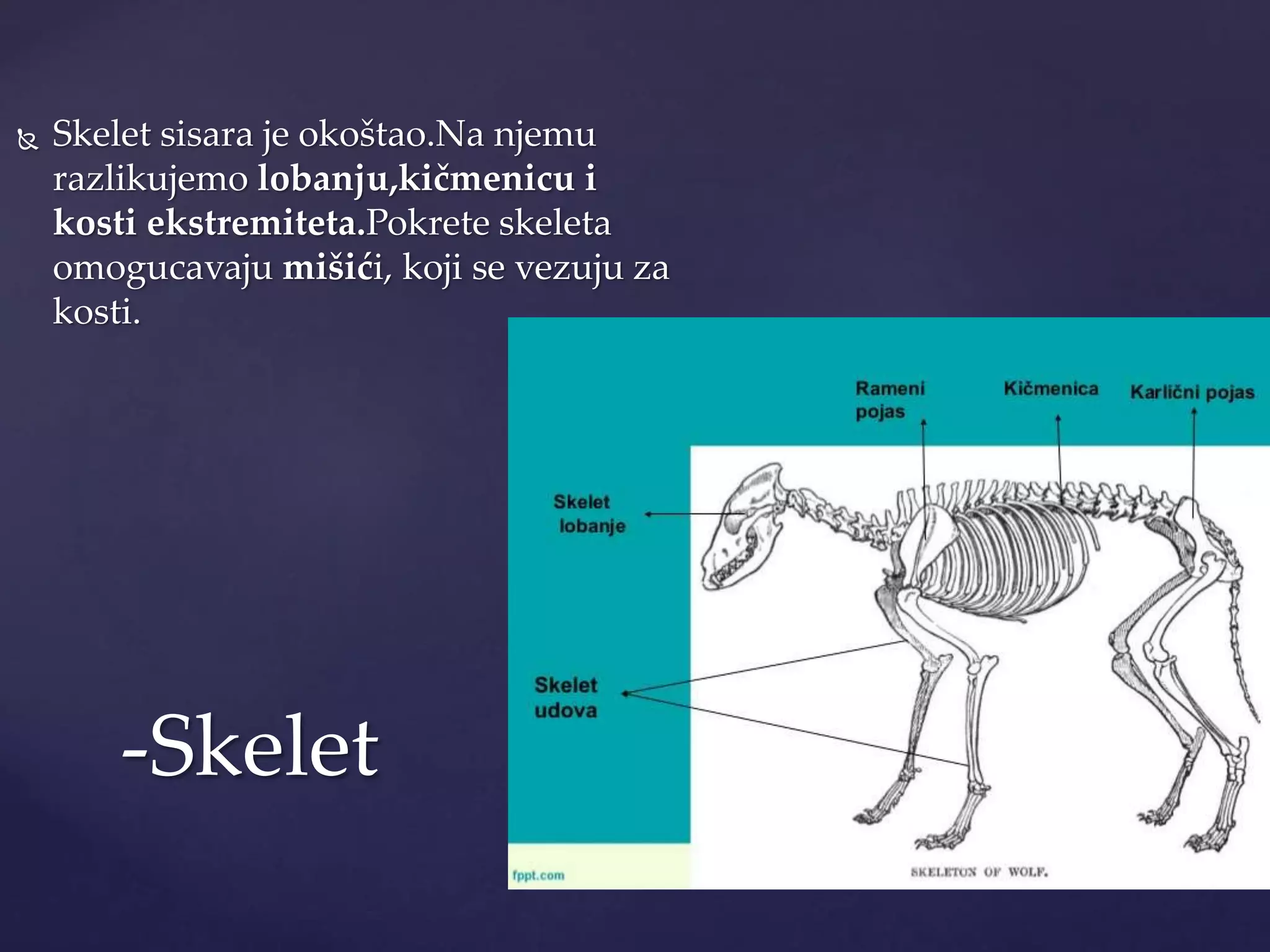 Sisari biologija | PPTX