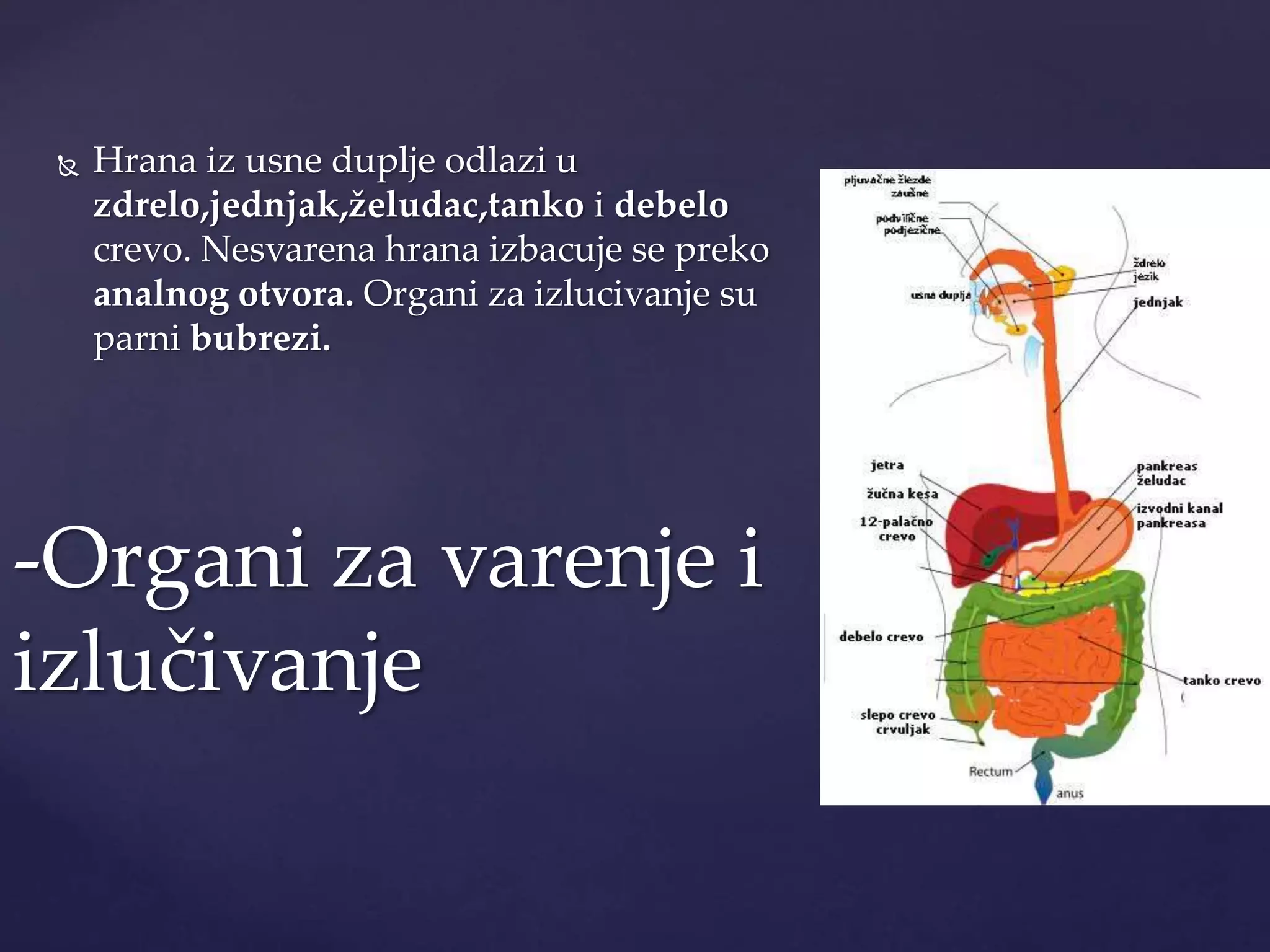 Sisari biologija | PPTX