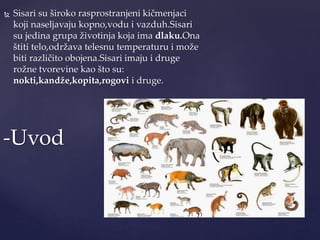 Sisari biologija | PPTX