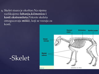 Sisari biologija | PPTX