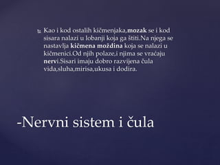 Sisari biologija | PPTX