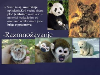 Sisari biologija | PPTX