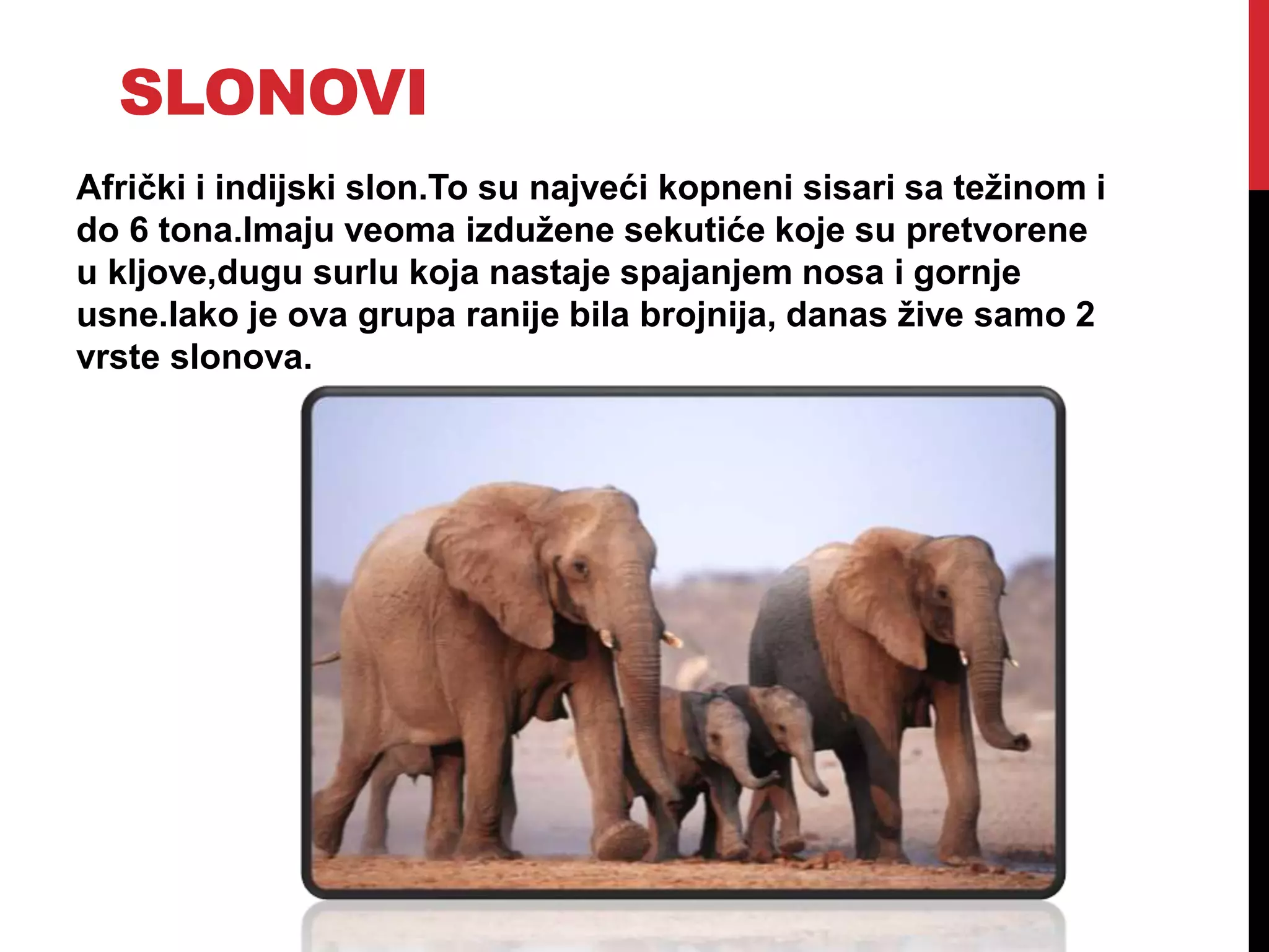 Sisari biologija 2 | PPTX