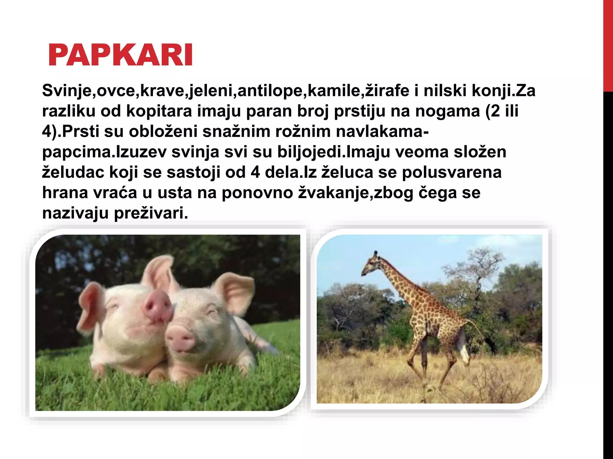 Sisari biologija 2 | PPTX