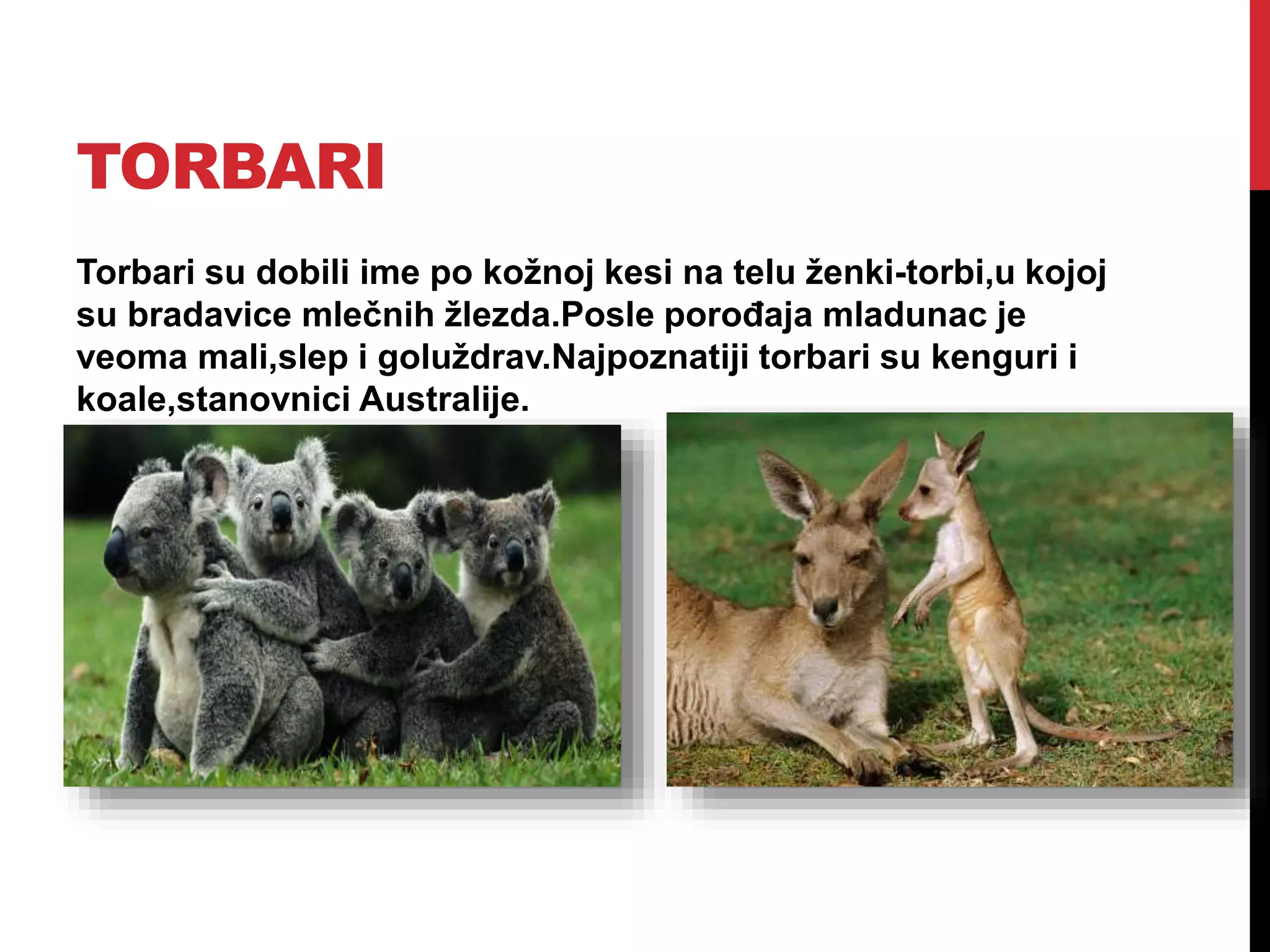 Sisari biologija 2 | PPTX