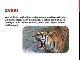 Sisari biologija 2 | PPTX