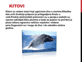 Sisari biologija 2 | PPTX